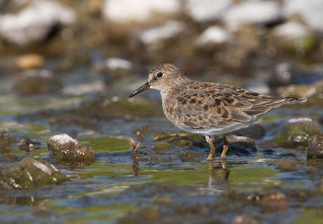 Temmincks Stint Calidris Temminckii Editorial Stock Photo - Stock Image ...