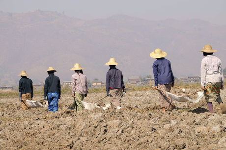 Female Field Workers Loaded Clods Earth Editorial Stock Photo - Stock ...