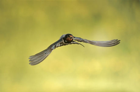 32 Flies the barn Stock Pictures, Editorial Images and Stock Photos ...