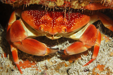 Batwing Coral Crab Carpilius Corallinus Little Editorial Stock Photo ...