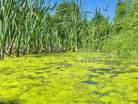 12 Algae carpet Stock Pictures, Editorial Images and Stock Photos ...