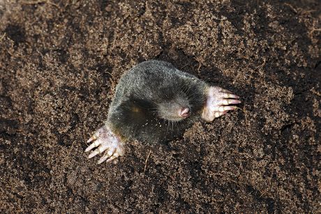 62 Common mole Stock Pictures, Editorial Images and Stock Photos ...