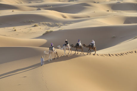 Camel Trekking Erg Chebbi Morocco Africa Editorial Stock Photo - Stock ...