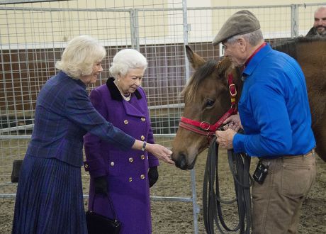 queen elizabeth ii animals Stock Photos (Exclusive) | Shutterstock