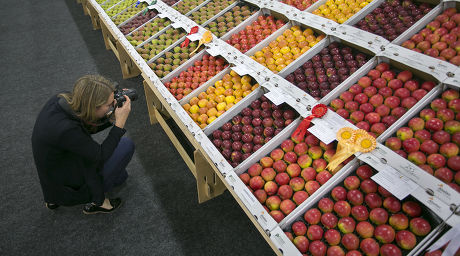 __COUNT__ National Fruit Show, Detling, Kent, Britain - 21 Oct 2015 ...