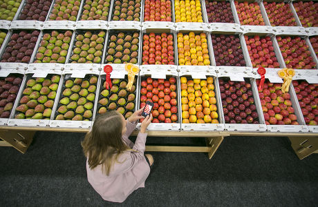 Some Hundreds Apples On Display Editorial Stock Photo - Stock Image ...