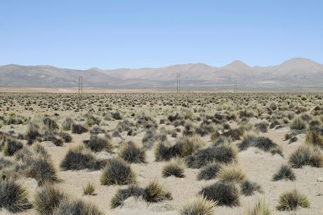 Grass Shrubs Vegetation Steppe Open Plain Editorial Stock Photo - Stock ...