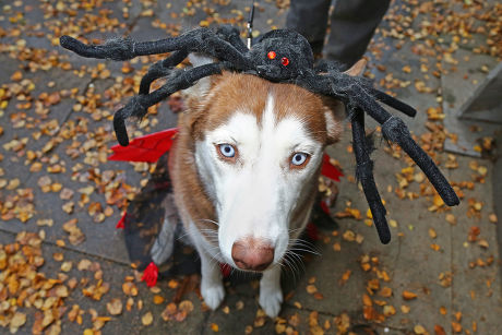 Kayla Husky Her Spider Costume All Editorial Stock Photo - Stock Image ...