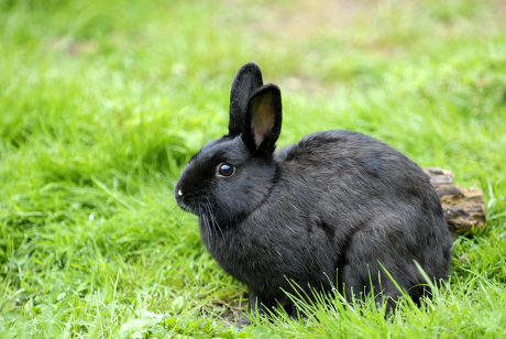 European Rabbit Oryctolagus Cuniculus Mergentheim Zoo Editorial Stock ...