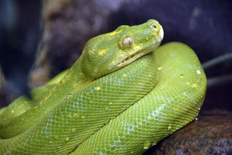 20 Green tree pythons Stock Pictures, Editorial Images and Stock Photos ...