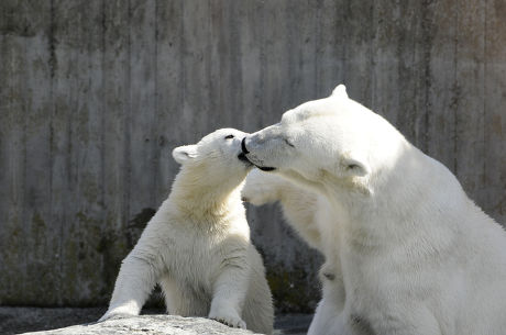 89 Polar bear offspring Stock Pictures, Editorial Images and Stock ...