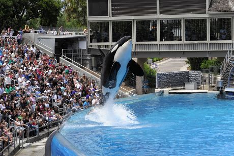 Trained Orca Killer Whale Orcinus Orca Editorial Stock Photo - Stock ...