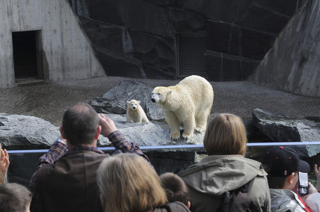 89 Polar bear offspring Stock Pictures, Editorial Images and Stock ...