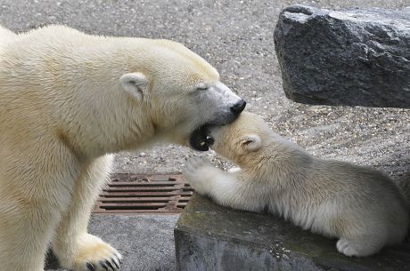 89 Polar bear offspring Stock Pictures, Editorial Images and Stock ...