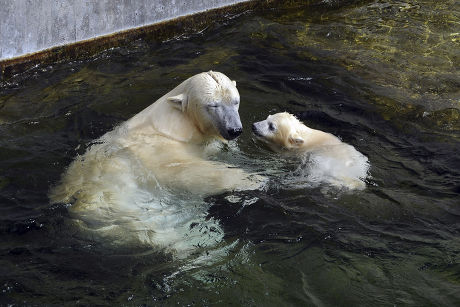 89 Polar bear offspring Stock Pictures, Editorial Images and Stock ...