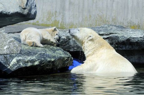 89 Polar bear offspring Stock Pictures, Editorial Images and Stock ...