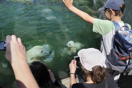 89 Polar bear offspring Stock Pictures, Editorial Images and Stock ...