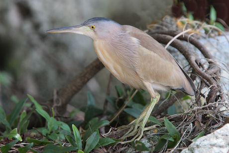 Yellow Bittern Ixobrychus Sinensis Adult Po Editorial Stock Photo ...
