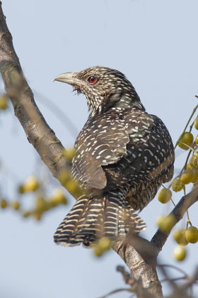 Asian Koel Eudynamis Scolopacea Adult Female Editorial Stock Photo ...