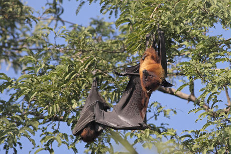 46 Megabats Stock Pictures, Editorial Images and Stock Photos ...