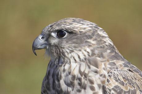 Gyrfalcon Falco Rusticolus Closeup Head Falconry Editorial Stock Photo ...