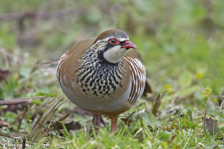 Redlegged Partridge Alectoris Rufa Adult Walking Editorial Stock Photo ...