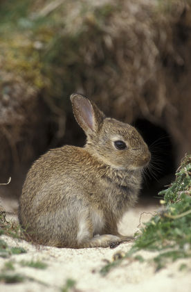 European Rabbit Oryctolagus Cuniculus Young Burrow Editorial Stock ...