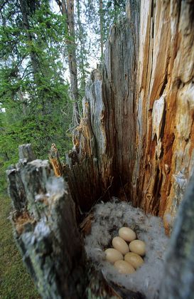 Goosander Mergus Merganser Nest Containing Six Editorial Stock Photo ...