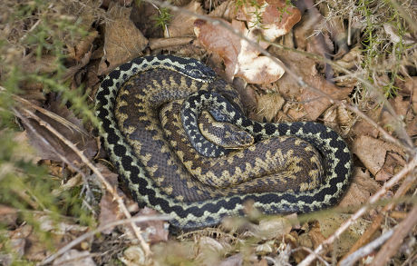 96 Common european adder Stock Pictures, Editorial Images and Stock ...