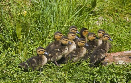 Mallard Anas Platyrhynchos Ten Ducklings Group Editorial Stock Photo ...