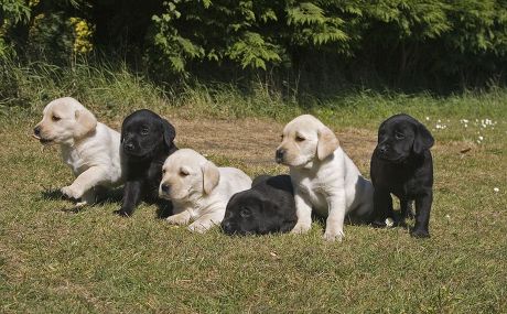 Yellow Labrador Black Labrador Six Puppies Editorial Stock Photo ...