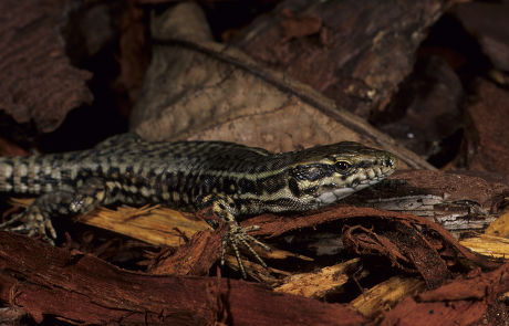 26 Common wall lizards Stock Pictures, Editorial Images and Stock ...