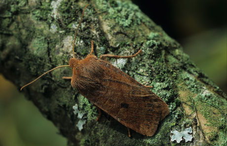 Chestnut Moth Conistra Vaccinii Resting On Editorial Stock Photo ...