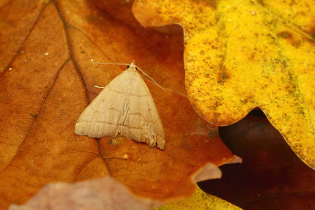 Fanfoot Moth Herminia Tarsipennalis Adult Resting Editorial Stock Photo ...