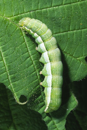 Hebrew Character Moth Orthosia Gothica Fullygrown Editorial Stock Photo ...