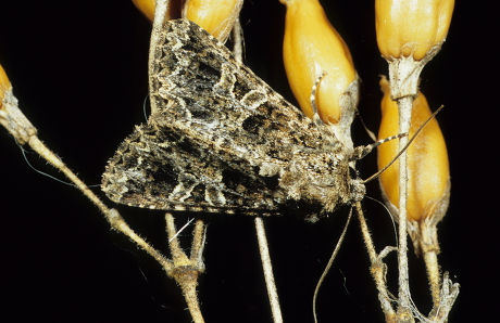 Lychnis Moth Hadena Bicruris On Silene Editorial Stock Photo - Stock ...
