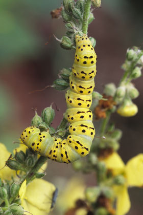 Striped Lychnis Moth Shargacucullia Lychnitis Caterpillar Editorial ...