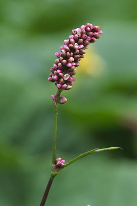 Redshank Polygonum Persicaria Flowering Common Arable Editorial Stock ...