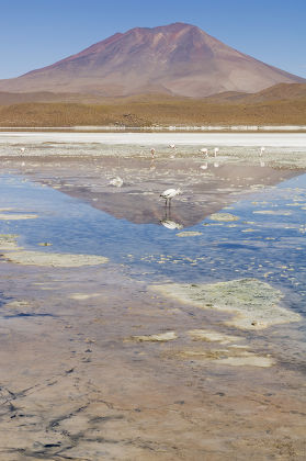 Laguna Hedionda Stinking Lake Altiplano Shallow Editorial Stock Photo ...