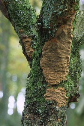 Wet Rot Fungi Coniophora Puteana Fruiting Editorial Stock Photo - Stock ...