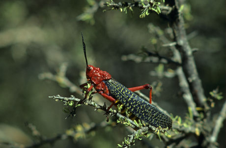 Red Locust Nomadacris Septemfasciata On Twig Editorial Stock Photo ...