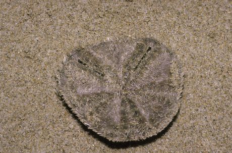 PANSY SHELL SAND DOLLAR CLYPEASTEROIDA BURROWING Editorial Stock Photo ...