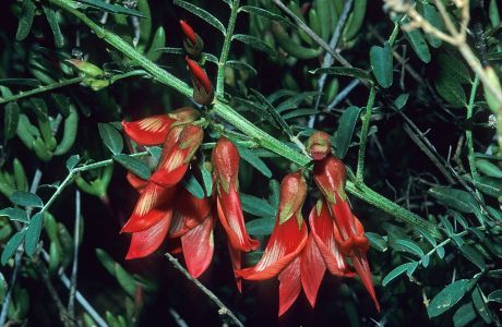 Sutherlandia Sutherlandia Frutescens Flower Namaqualand South Editorial ...