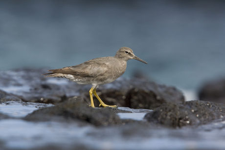 Wandering Tattler Tringa Incana Adult Winter Editorial Stock Photo ...