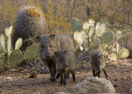 Collared Peccary Pecari Tajacu Family Group Editorial Stock Photo ...