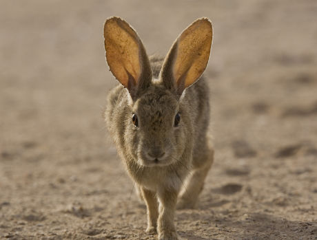 2,000 Lagomorphs Stock Pictures, Editorial Images and Stock Photos ...