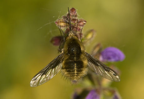 3 Beeflies Stock Pictures, Editorial Images and Stock Photos | Shutterstock