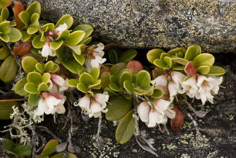 5 Sub shrubs Stock Pictures, Editorial Images and Stock Photos ...