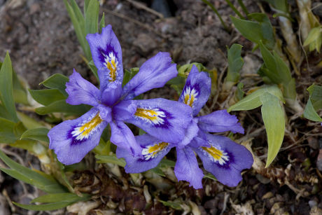 Dwarf Lake Iris Iris Lacustris Flowers Editorial Stock Photo - Stock ...