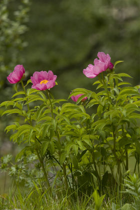 European Peony Paeonia Officinalis Flowering Growing Editorial Stock ...